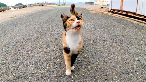 猫島の三毛猫さんは会うと挨拶してきて可愛い♪ ナデナデすると幸せが溢れ出た♡ エウレカねこ部