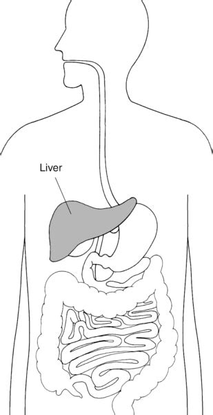 Digestive System Liver