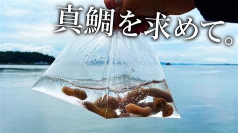 マダイを求めて堤防からユムシのぶっこみ釣りルアーでマダイを狙う YouTube
