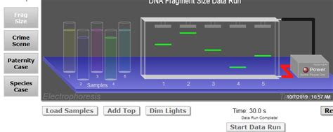 solved procedure i dna fragment size in the table below