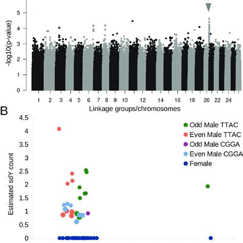 The Location And Counts Of The Sex Determining Gene Sdy In Pink