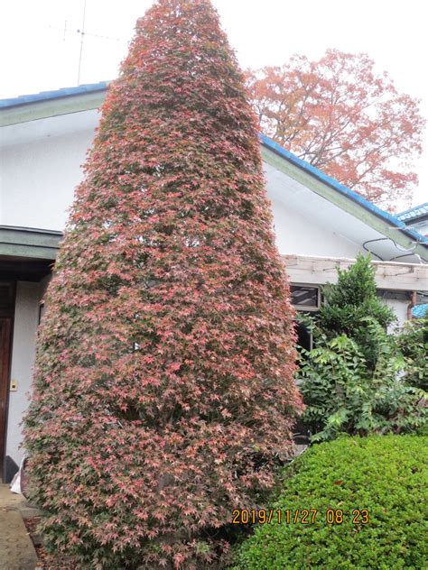 紅葉5 でんchuとよ の もみじだより