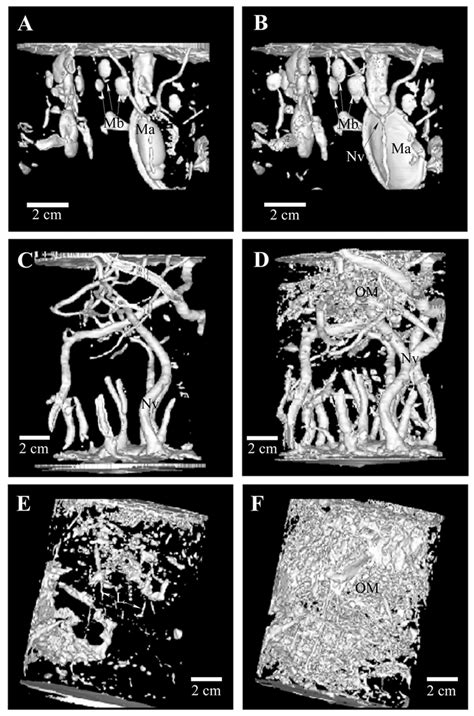 Ct Scans Of Sediment Cores Representing The Densities Of Air Or Download Scientific Diagram