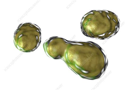 Cryptococcus Neoformans Fungus Illustration Stock Image F017 3828 Science Photo Library