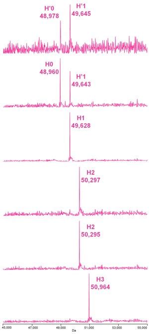 Lc Uv Ms Method Development For Antibody Drug Conjugates Using A Non Toxic Adc Mimic