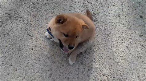 귀여워 여러분 도 진돗개 를 아시나요😃 Youtube