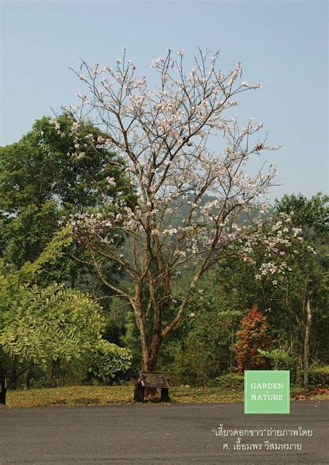 Garden And Nature เสี้ยวดอกขาว ช่วง