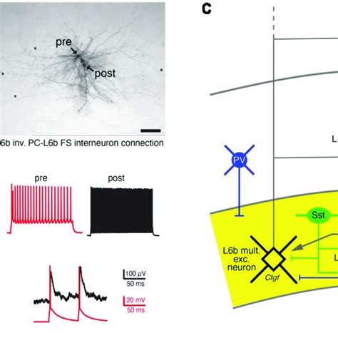 Local Intralaminar Synaptic Connectivity Of L6b Neurons A Synaptic