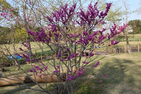 ハナズオウ花蘇芳の花言葉4月6日の誕生花 初心者向け園芸作業のまとめ花のある暮らしで心にゆとり