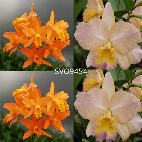 Cattleya Orchid Seedling Blc Guess What Svo Amaos X Blc William Barrita Orchids