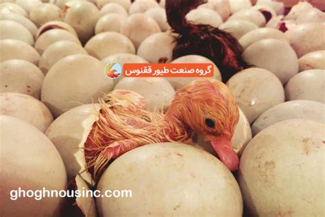 آموزش جوجه کشی اردک دستگاه جوجه کشی