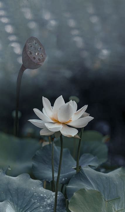 로터스 꽃 연꽃 Pixabay의 무료 사진