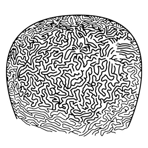 Brain Coral Snorkelverse