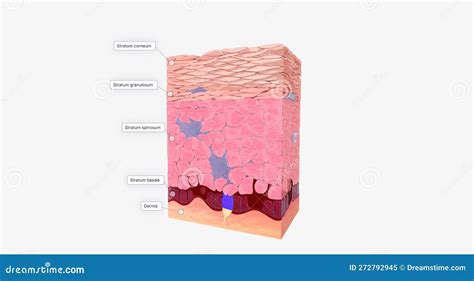 What Is The Outermost Layer Of Skin Milady At Odessa Anderson Blog