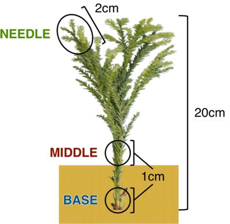 Transcriptome Dynamics Of Rooting Zone And Aboveground Parts Of