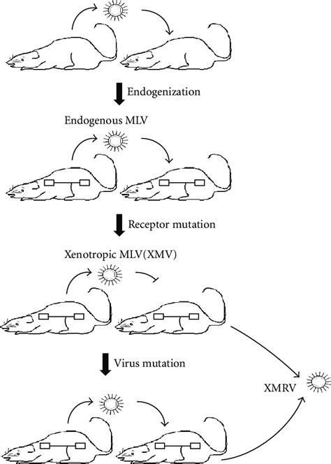 Schematic Cartoon Of The Hypothetical Origin Of X Mlv P Mlv And Xmrv
