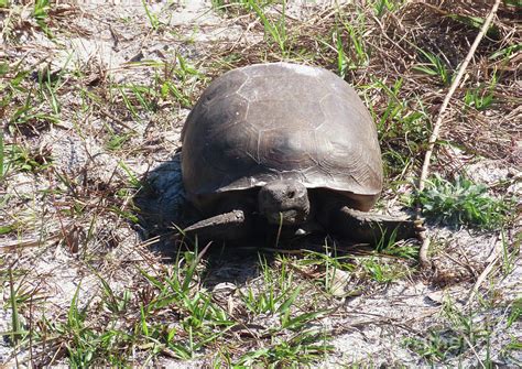 A Gopher Tortoise Photograph By Steven Spak Fine Art America