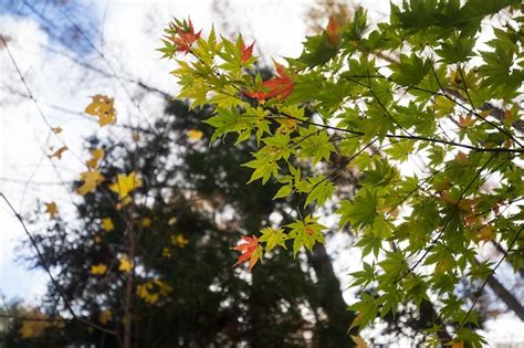 Premium Photo A Tree With Green Leaves And Yellow Leaves