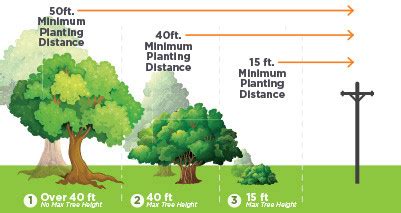 The Perfect Planting Distance Debunking The Myth Of The Ideal Tree Placement Riveal