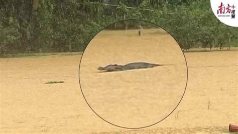 中山一农场暴雨天有鳄鱼逃出？官方：已找回3条神湾镇养殖池范围