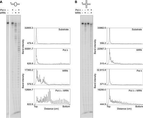 Wrn And Dna Pol Co Operate To Degrade Bubble And X Junction Dna Wrn