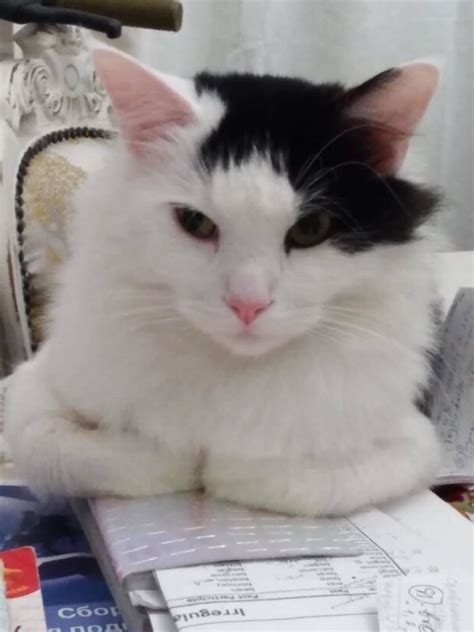 Rspca Cymru Issues Appeal After “senseless” Death Of Cat Shot By Air Rifle