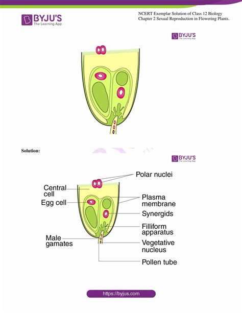 Ncert Exemplar Solutions Class 12 Biology Chapter 2 Sexual