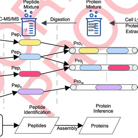 An Example Of Protein Inference Tripartite Graph Given Identified