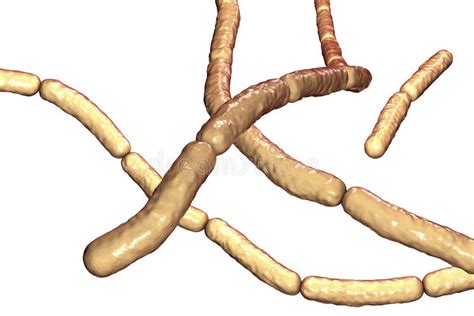 Bacillus Subtilis Gram Positive Bacteria Used As Fungicides On Plants