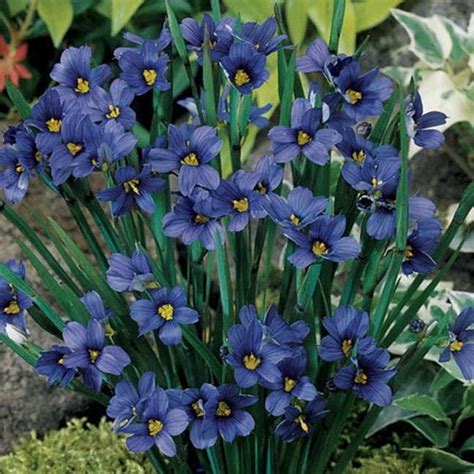 Blue Eyed Grass Seeds Sisyrinchium Bellum 50seeds Etsy
