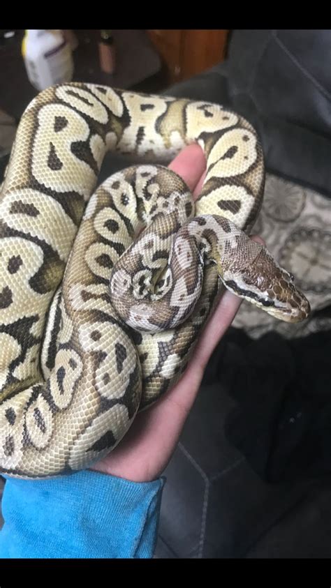 Pin By Travis Deville On Ball Pythons Morphs Ball Python Morphs Ball Python Breeds