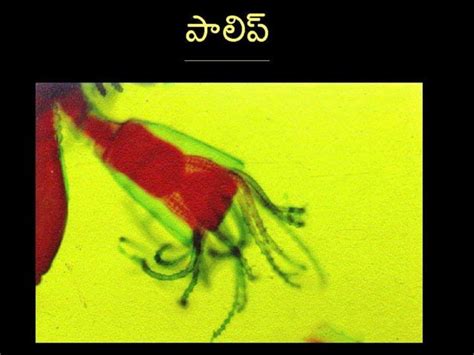 Polymorphism In Coelenterates Pptx