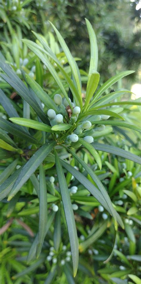 Podocarpus Macrophyllus Trees And Shrubs Online