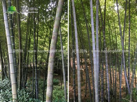 浅谈毛竹的发展前景 好景园林