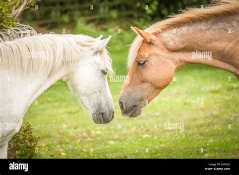 Mare And Stallion Mating Hi Res Stock Photography And Images Alamy