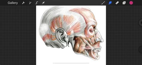 How To Undo In Procreate Tech Lounge