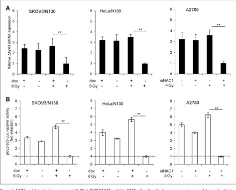 Figure 4 From Dysfunction Of Nucleus Accumbens 1 Activates Cellular Senescence And Inhibits