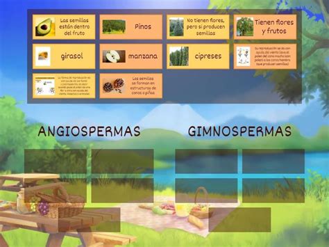 Angiospermas Y Gimnospermas Semillas Cipreses Girasoles