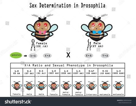 Sex Determination Drosophila Sex Drosophila Determined Stock Vector