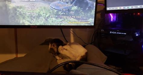 Cat Positions Album On Imgur