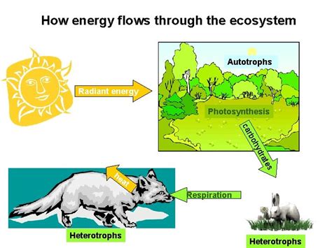 PhotsynthesisRespiration How Energy Flows Through The Ecosystem Autotrophs