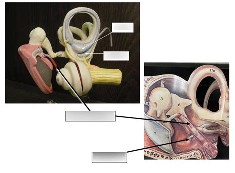 Ear Structure Inner Ear Diagram Quizlet Ear Structure Inner Ear Diagram Quizlet