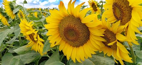 해바라기 필드 닫습니다 피는 해바라기의 필드 아름다운 노란색 큰 꽃 0명에 대한 스톡 사진 및 기타 이미지 0명 개화기