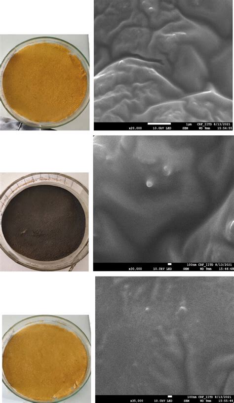 Sem Micrographs Of A Guava Extract B Cuo In Guava Extract Film And C Download Scientific