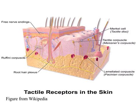Classification Of Sensory Receptor 2 Ppt