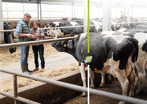 Increasing Fertility With Accurate Heat Detection Via Your Phone Agriland Ie