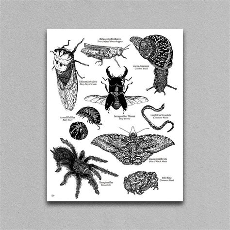Bug Poster Etsy