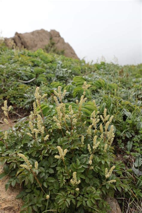 Greensnap