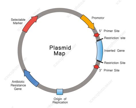 Plasmid Map Illustration Stock Image F037 4522 Science Photo Library