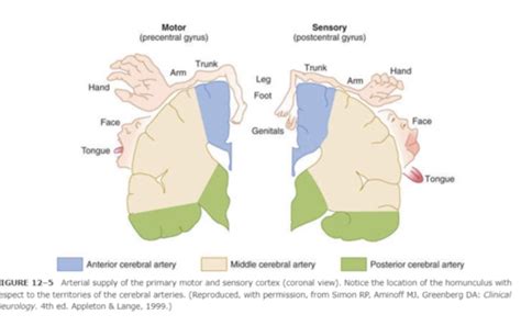 Organization And Control Of Motor Function Flashcards Quizlet